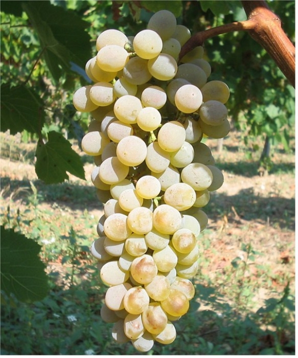 Italian wine from Falanghina - A Taste of Italy in Ireland